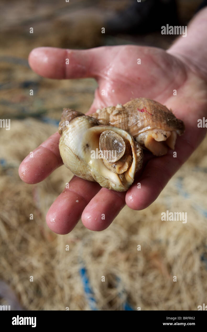 Whelks hi-res stock photography and images - Alamy