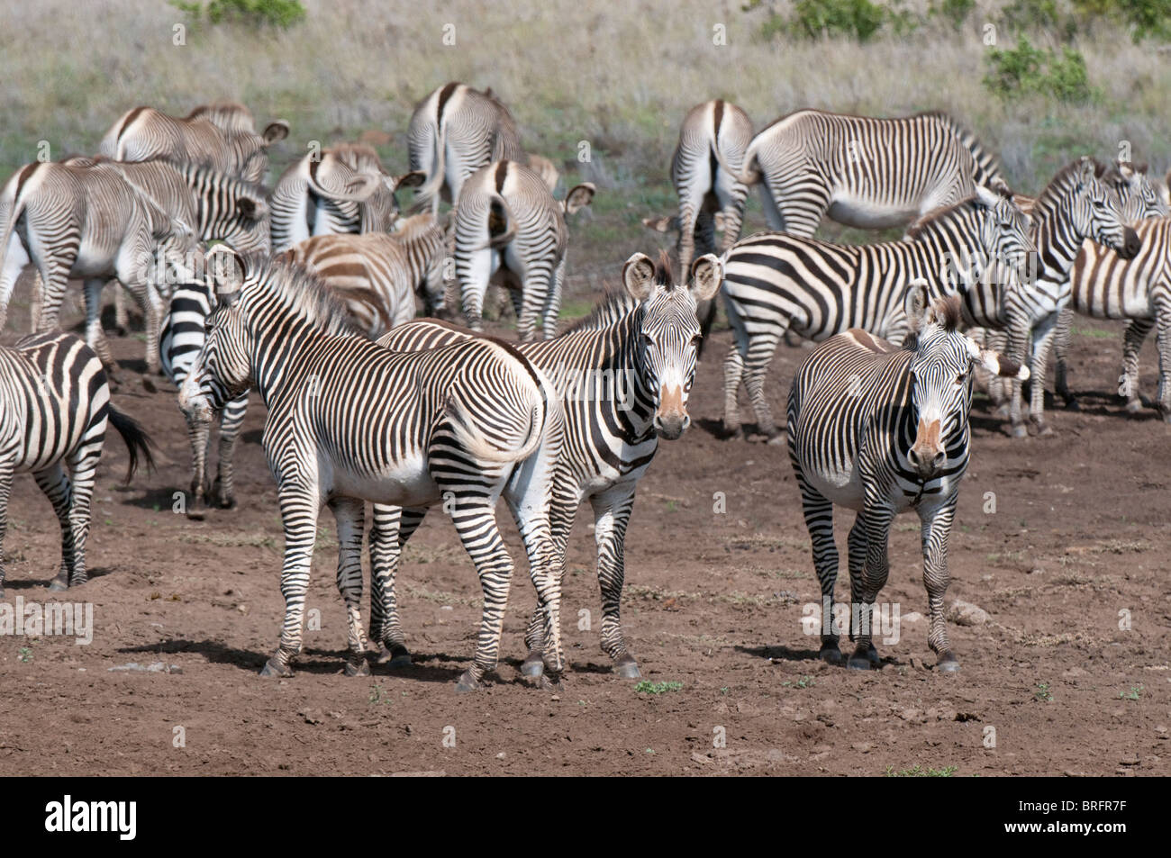 Grevy’s zebra laikipia wilderness hi-res stock photography and images ...