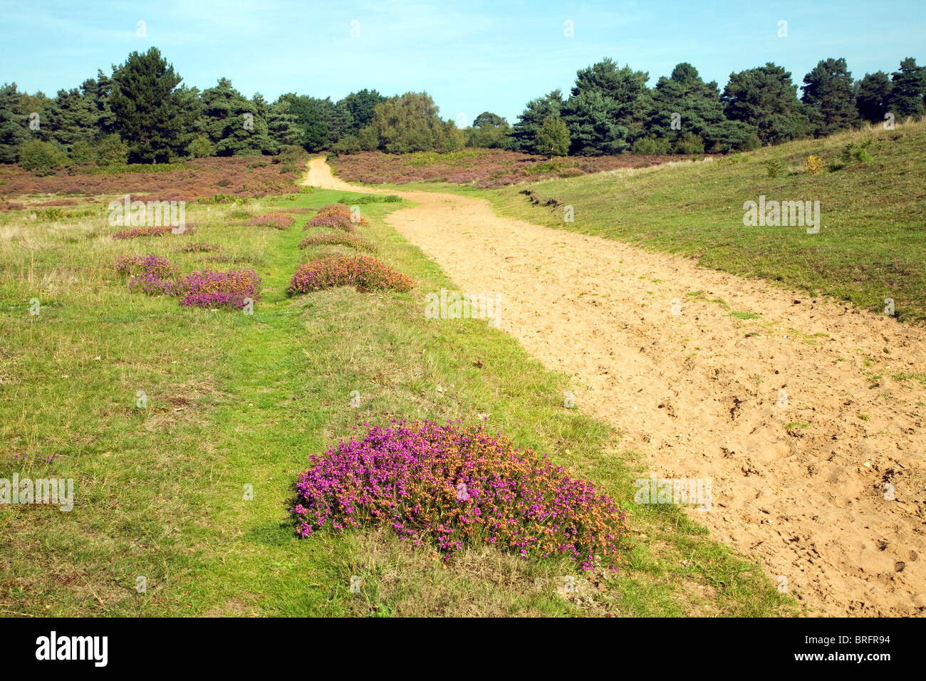 Heathland vegetation suffolk sandlings hi-res stock photography and ...