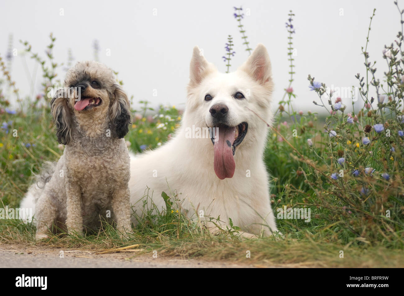 White Swiss Shepherd and Miniature Poodle Stock Photo - Alamy