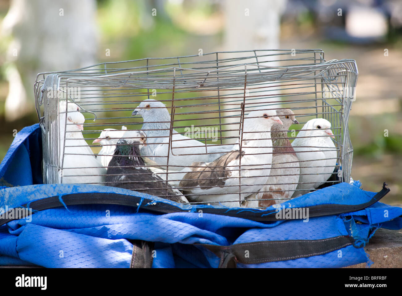pigeons sitting in cage and worn bag Stock Photo - Alamy