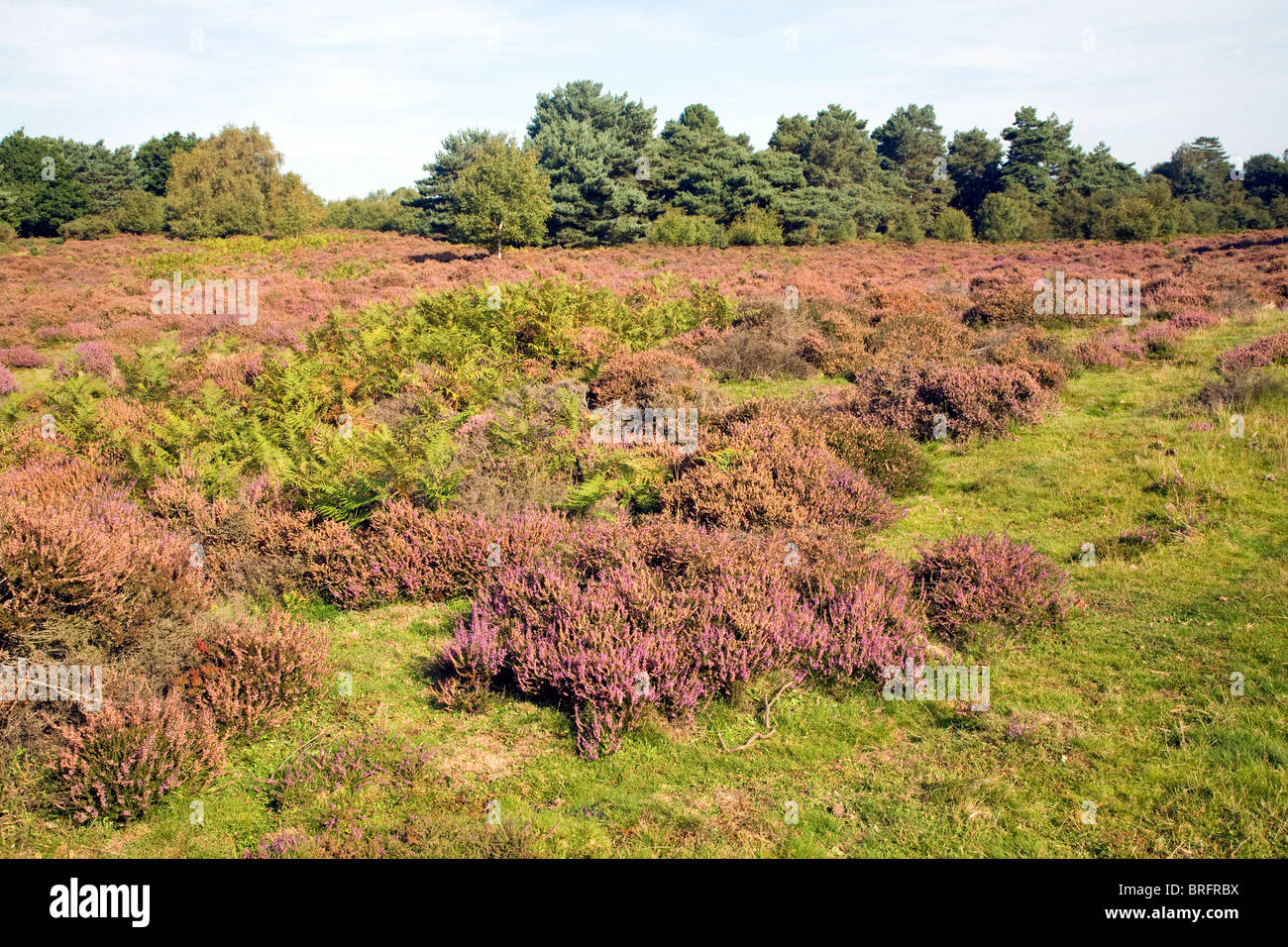 Heathland vegetation suffolk sandlings hi-res stock photography and ...