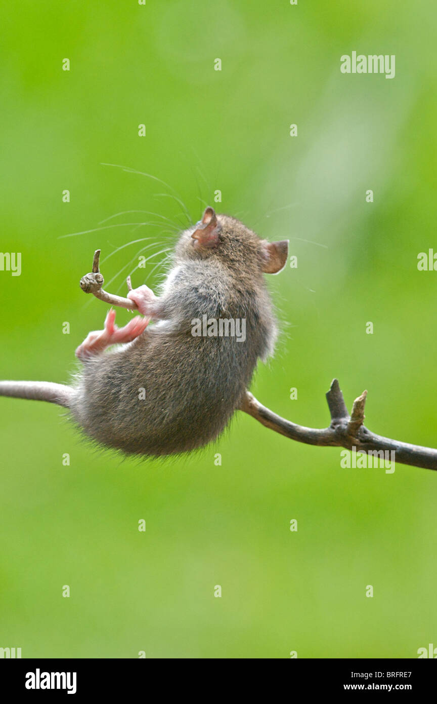 A resourceful young rat displays all the skills of an acrobat while ...