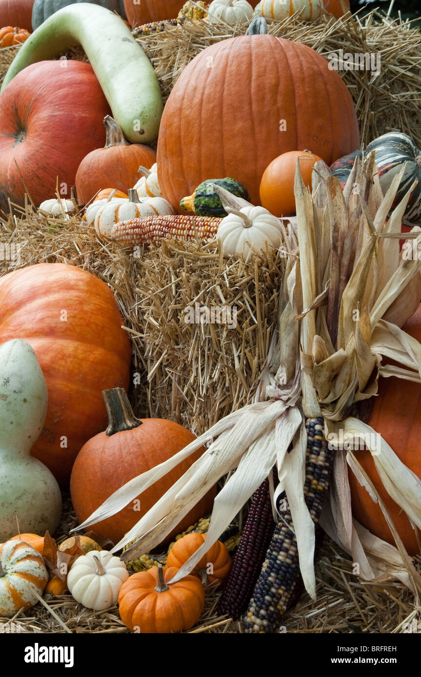 Pumpkins, Gourds and Indian Corn in vertical arrangement on straw bales ...
