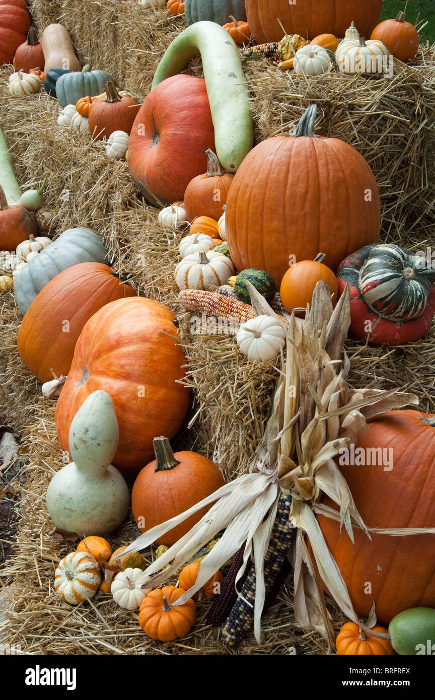 Indian corn hi-res stock photography and images - Alamy