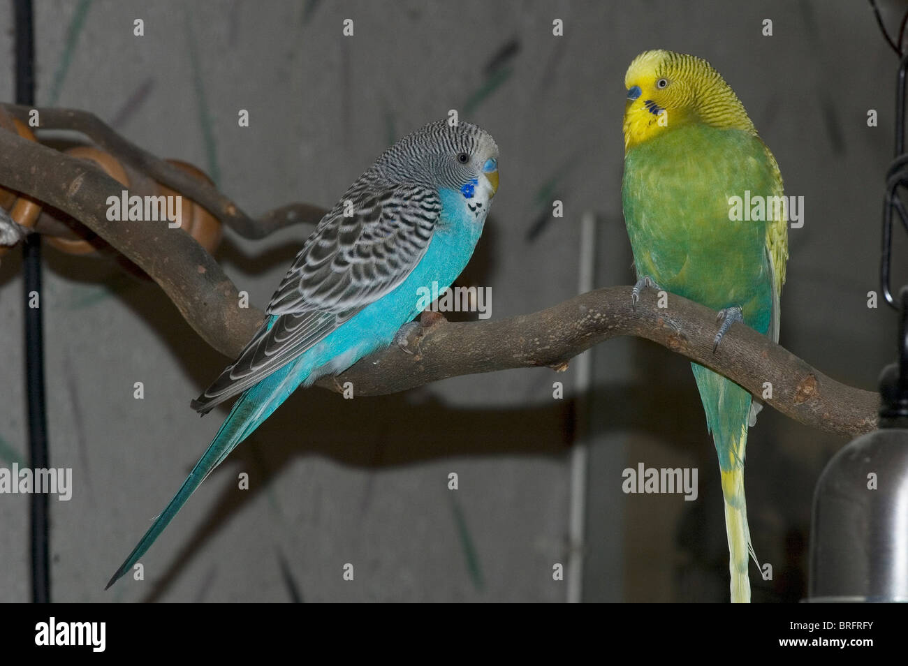 Blue budgies hi-res stock photography and images - Alamy