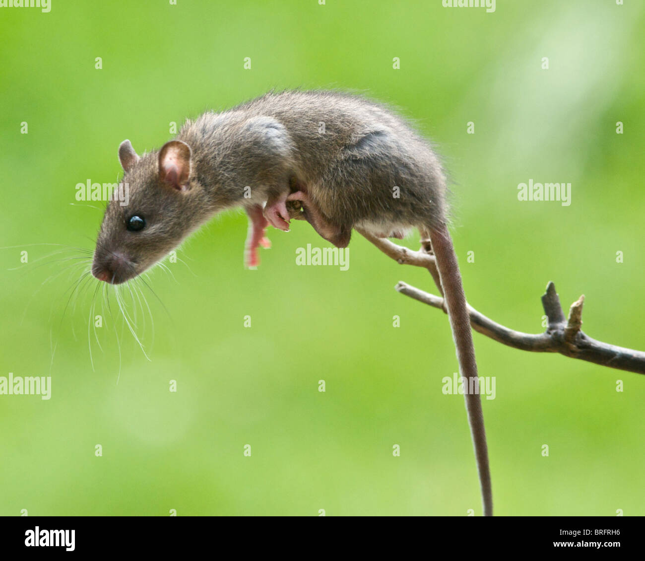 A resourceful young rat displays all the skills of an acrobat while ...