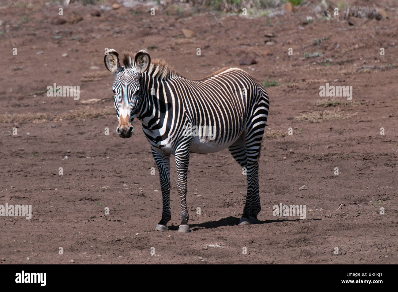 Grevy's Zebra (Equus grevyi), Loisaba Wilderness Conservancy, Laikipia ...