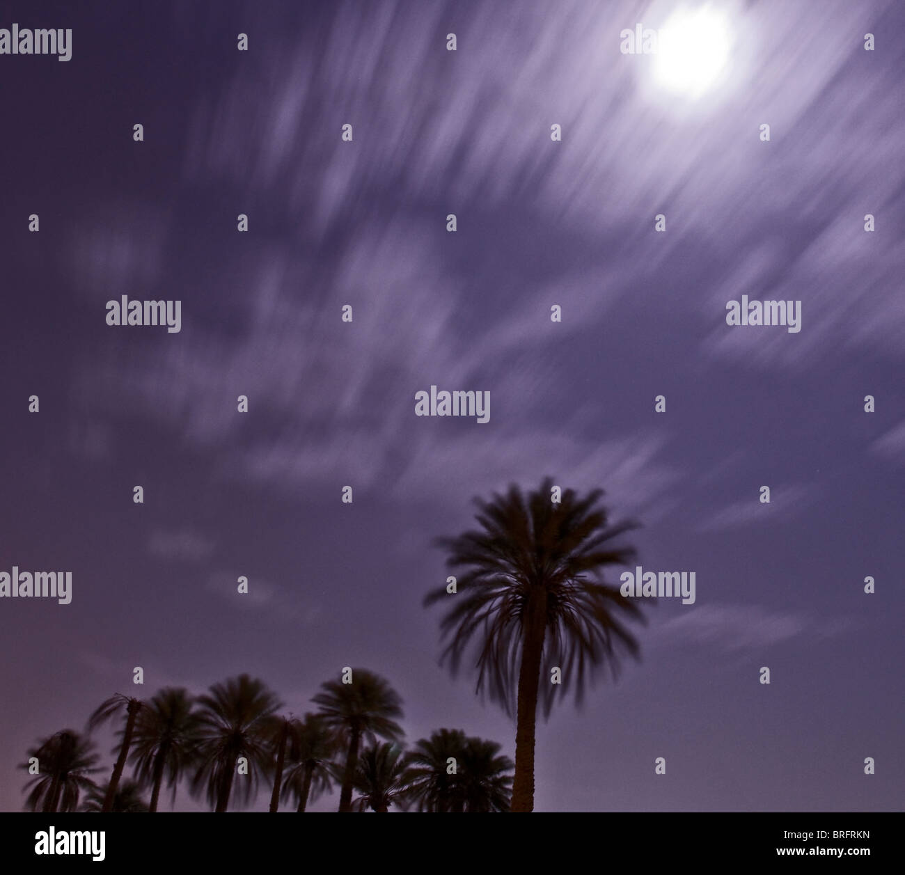 A Photograph of the full moon, palm trees and sky at night in Southern ...