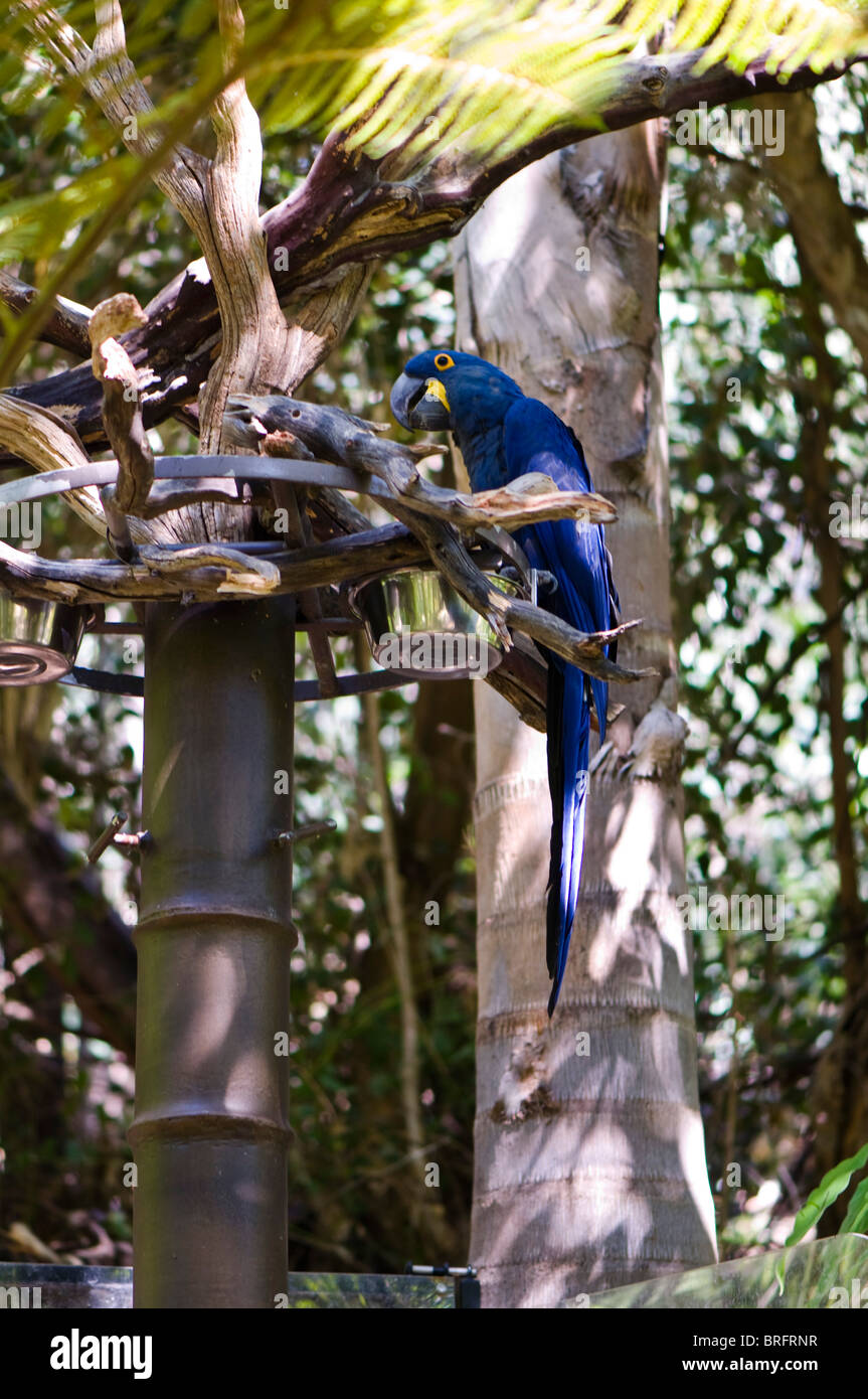 HYACINTH MACAW Parrot (Anodorhynchus hyacinthinus) in its natural ...