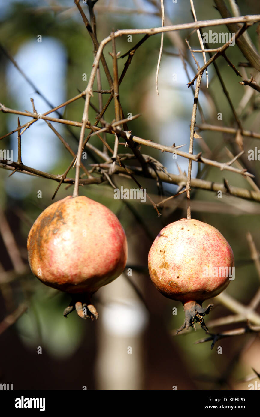Orc tree hi-res stock photography and images - Alamy