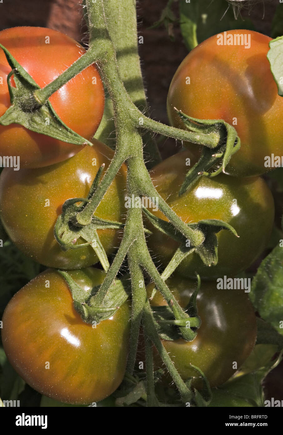 Tomato garden sunshine uk hi-res stock photography and images - Alamy