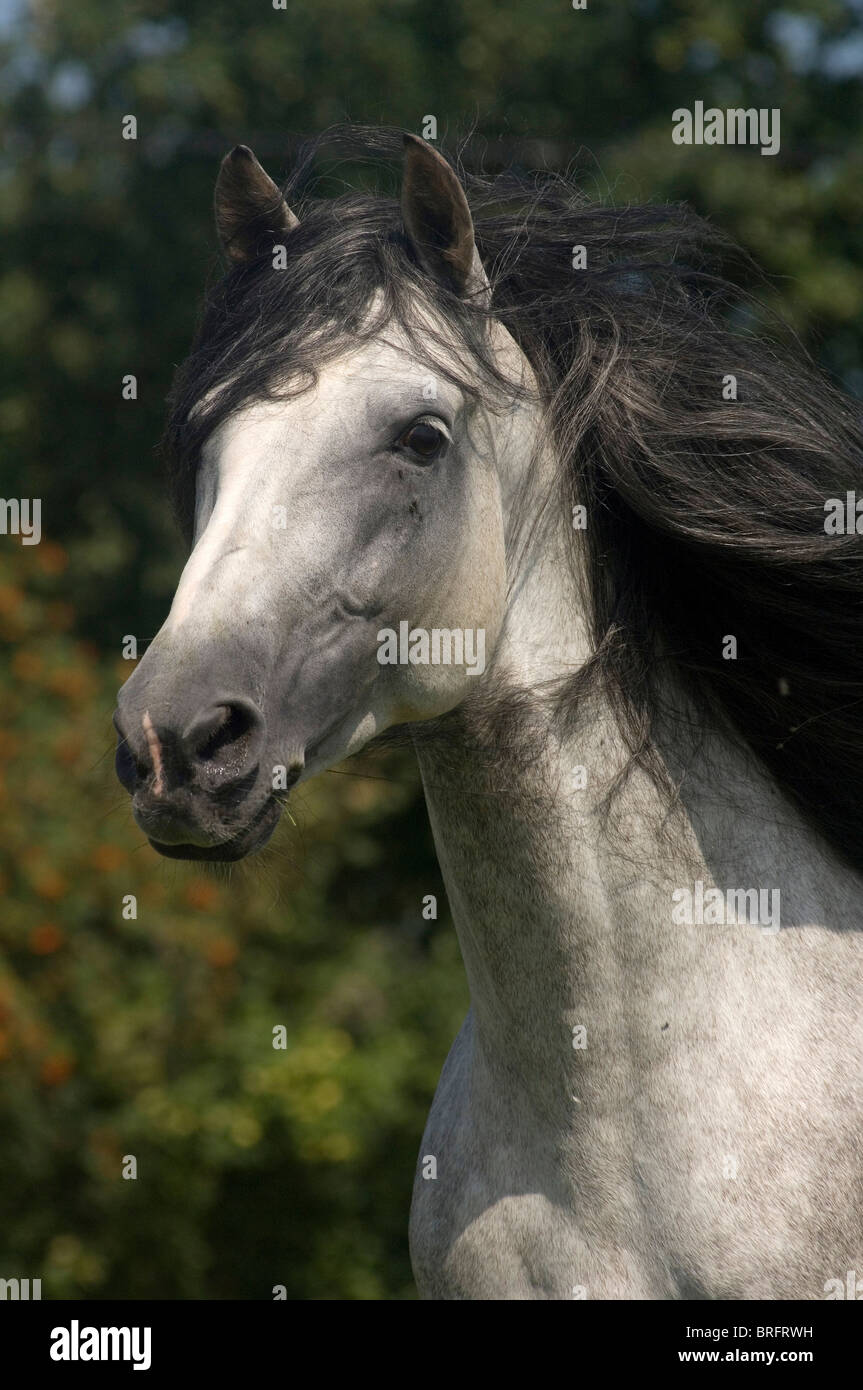 Lusitano horses heads hi-res stock photography and images - Alamy