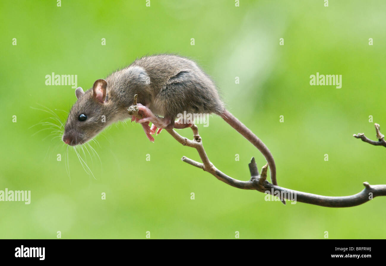 A resourceful young rat displays all the skills of an acrobat while ...