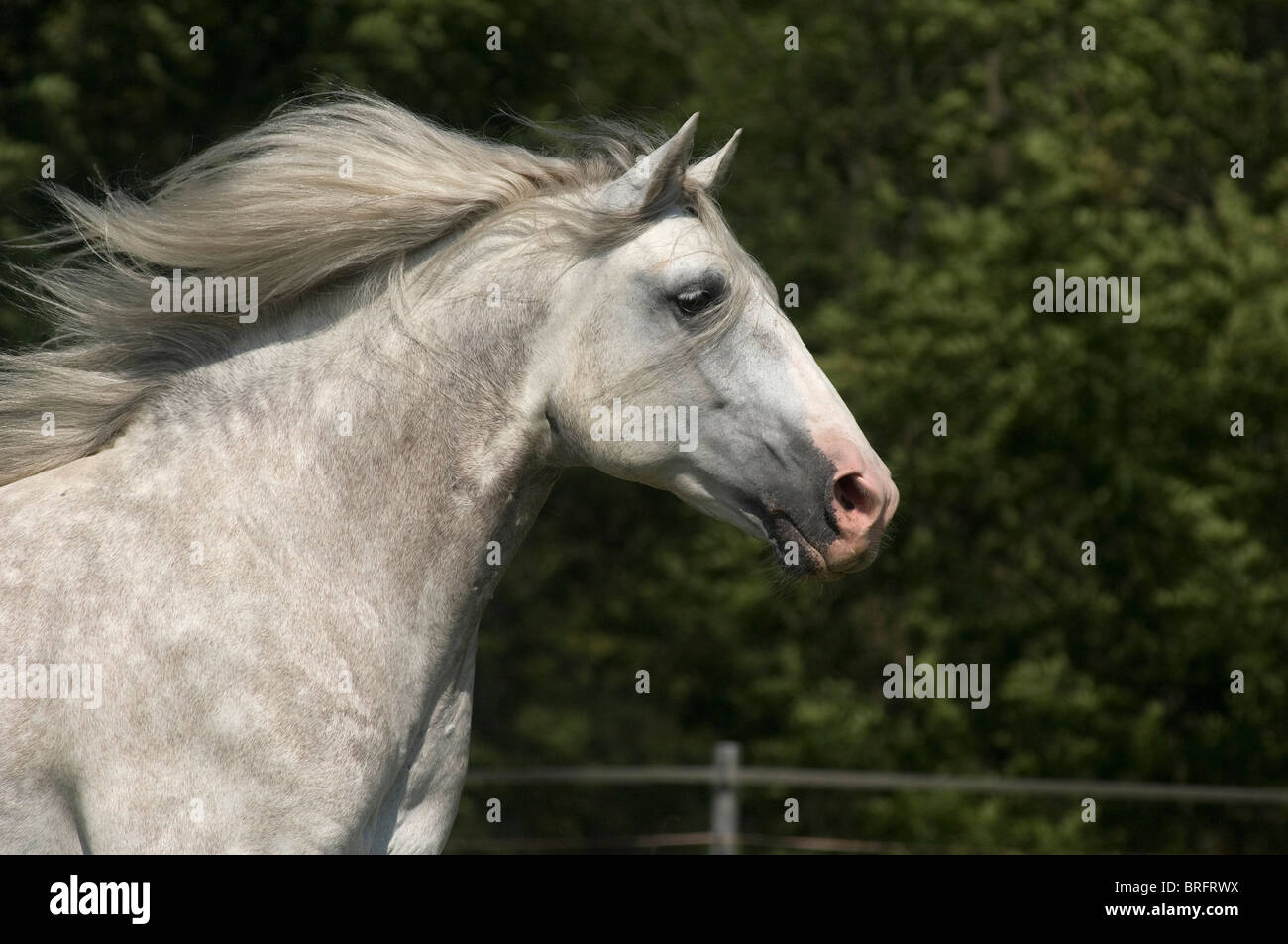 Lusitano horses heads hi-res stock photography and images - Alamy