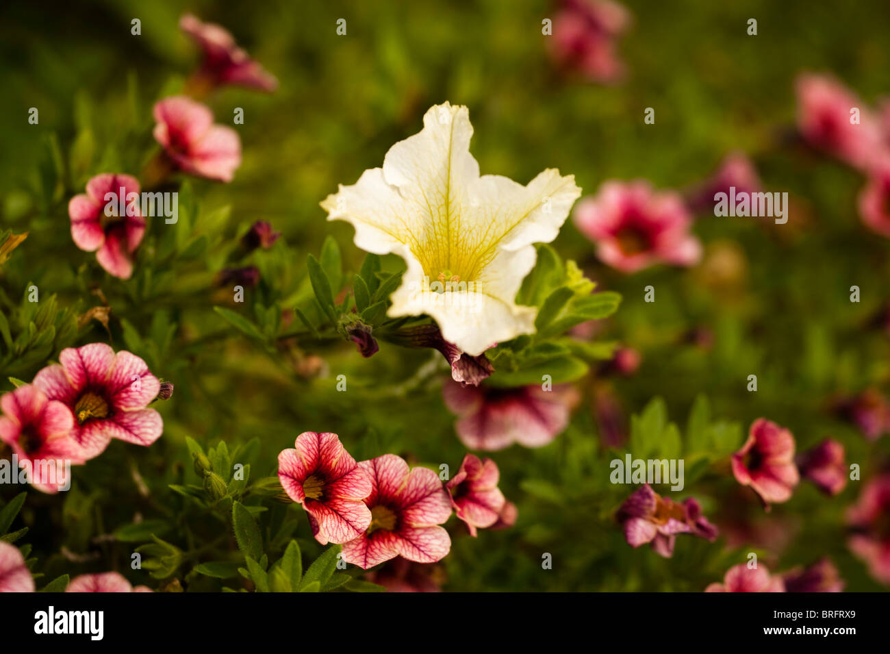 Colourful display of Summer bedding plants in a container Stock Photo ...