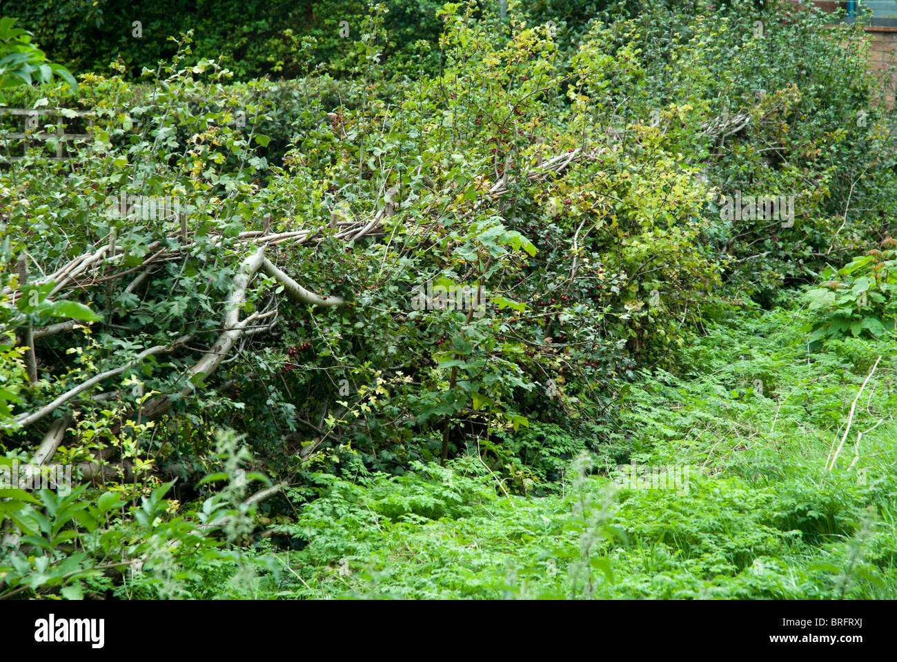 Hedge hedging hi-res stock photography and images - Alamy