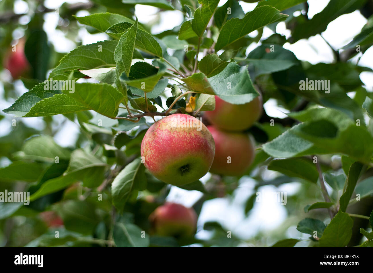 Apple growing hi-res stock photography and images - Alamy