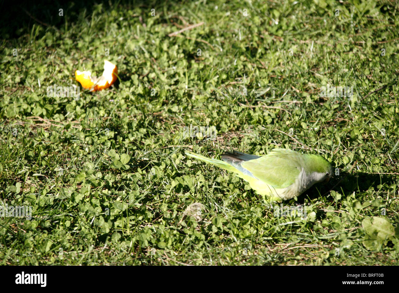 parrots feeding in park, rome, italy Stock Photo - Alamy