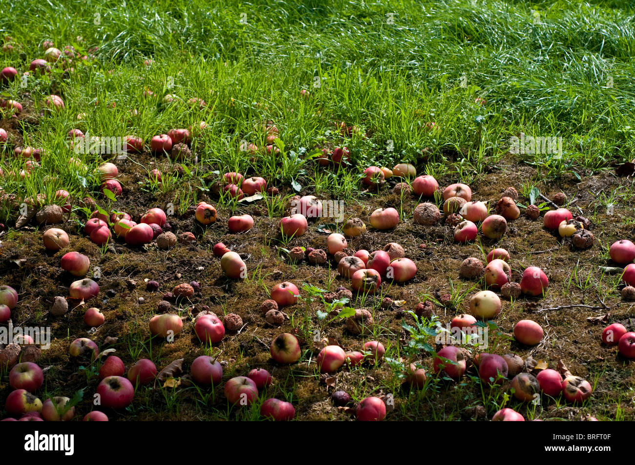 Garden fallen apples hi-res stock photography and images - Alamy