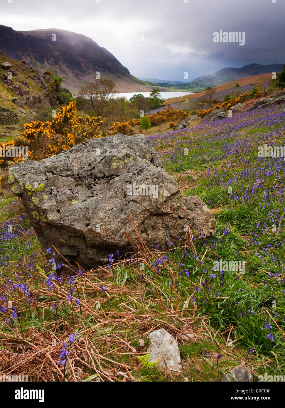 Bluebells in water hi-res stock photography and images - Alamy