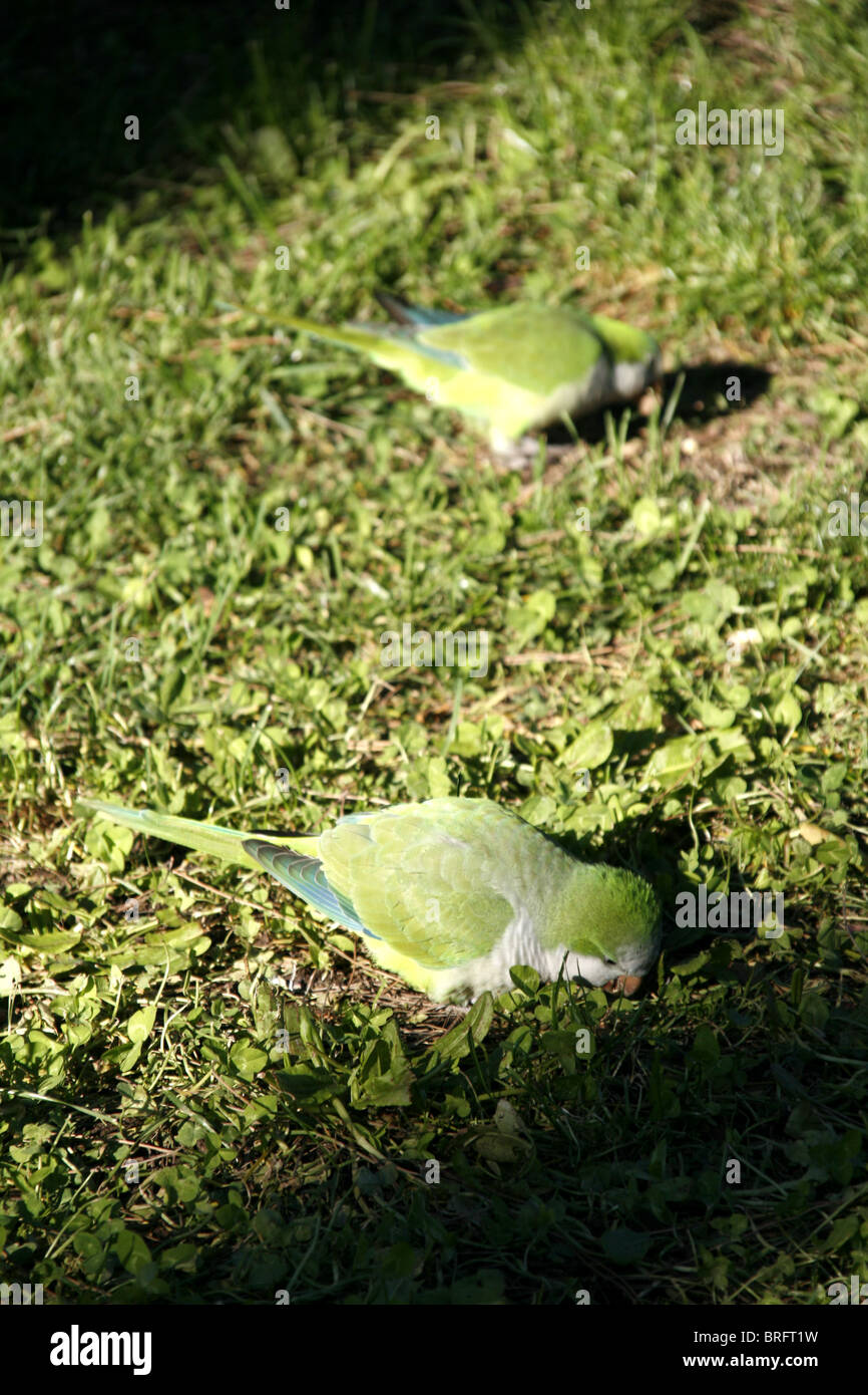 Parrots in italy hi-res stock photography and images - Alamy