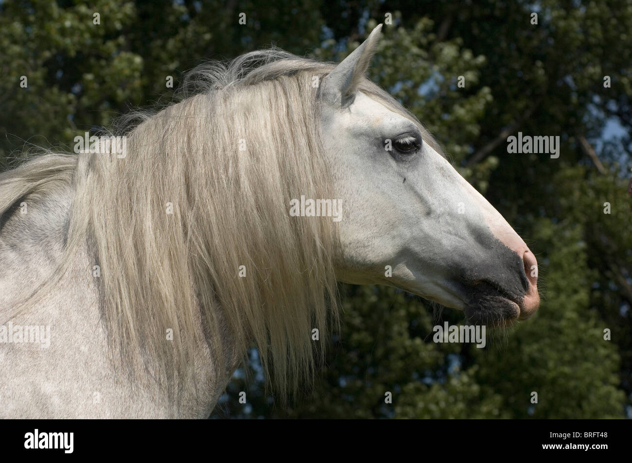 Lusitano horse, white hi-res stock photography and images - Alamy