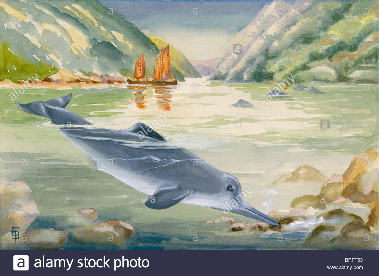 Lipotes Vexillifer High Resolution Stock Photography and Images - Alamy