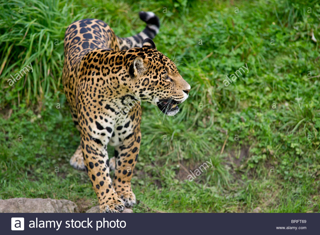 Jaguar Standing Stock Photos & Jaguar Standing Stock Images - Alamy