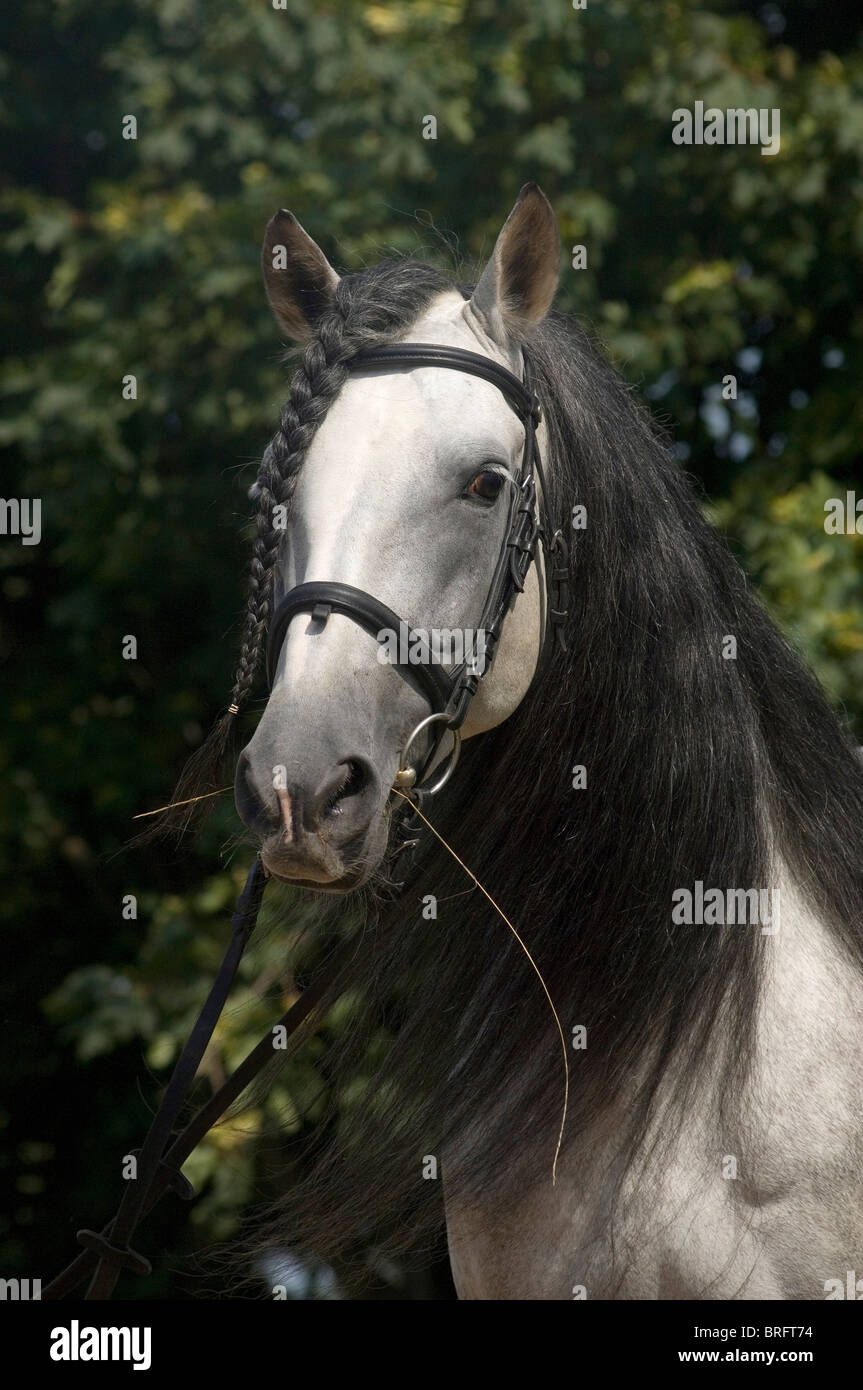 Lusitano horses heads hi-res stock photography and images - Alamy