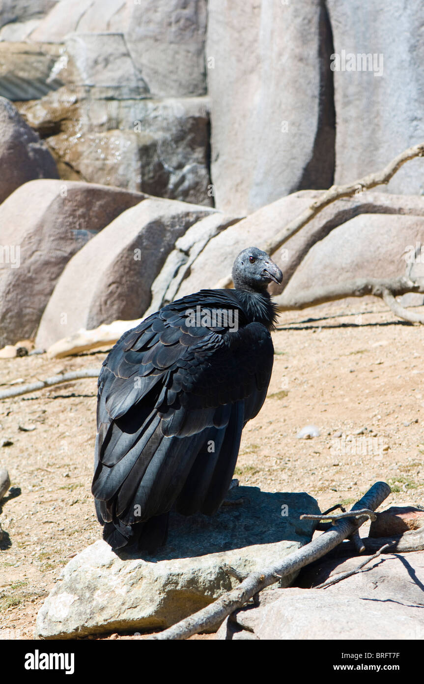 Eagle Juvenile Condor Stock Photo - Alamy
