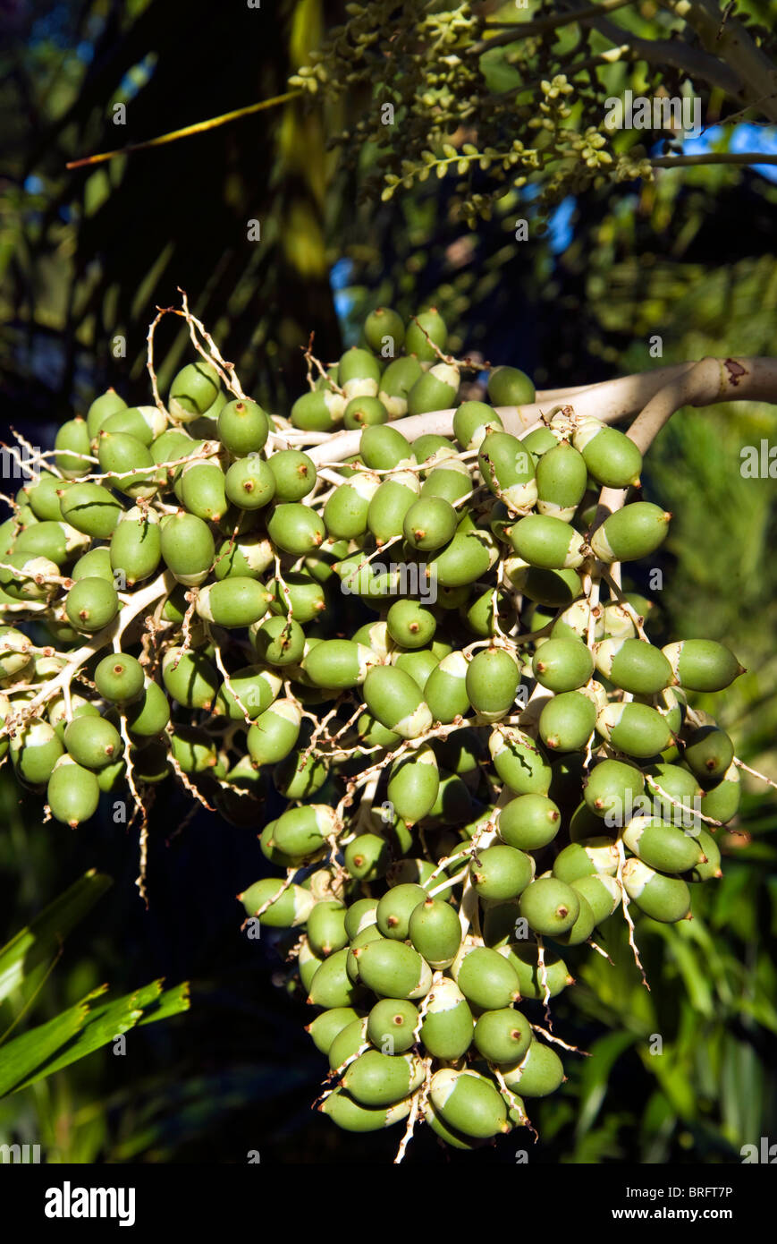 Caribbean Fruits High Resolution Stock Photography and Images - Alamy