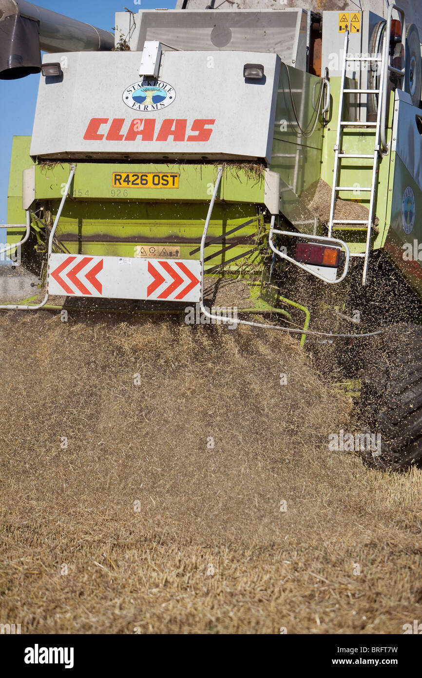 Summer Harvesting Angus Scotland. Chaff coming out of combine harvest ...