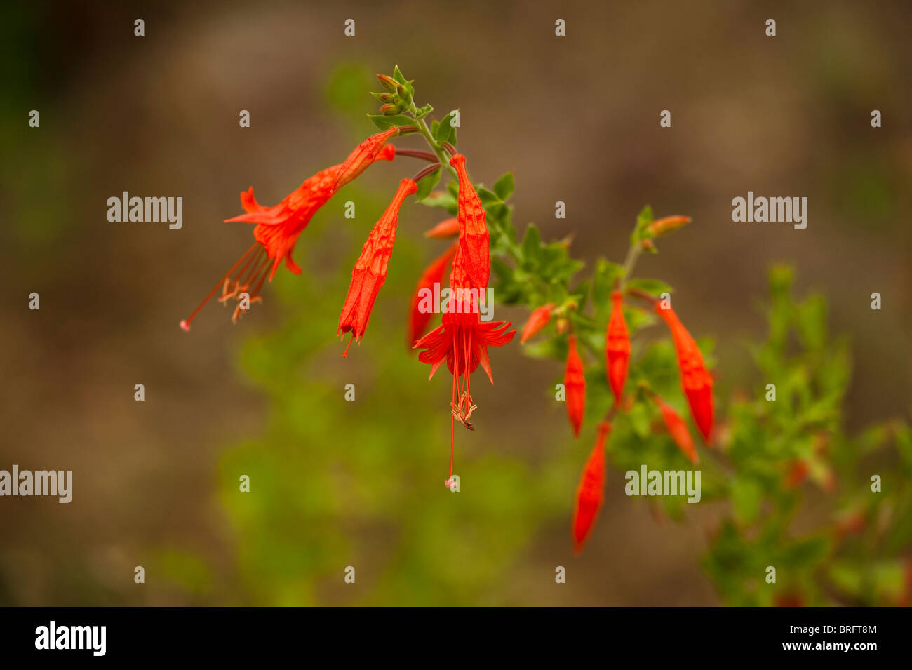 California Fuchsia High Resolution Stock Photography and Images - Alamy