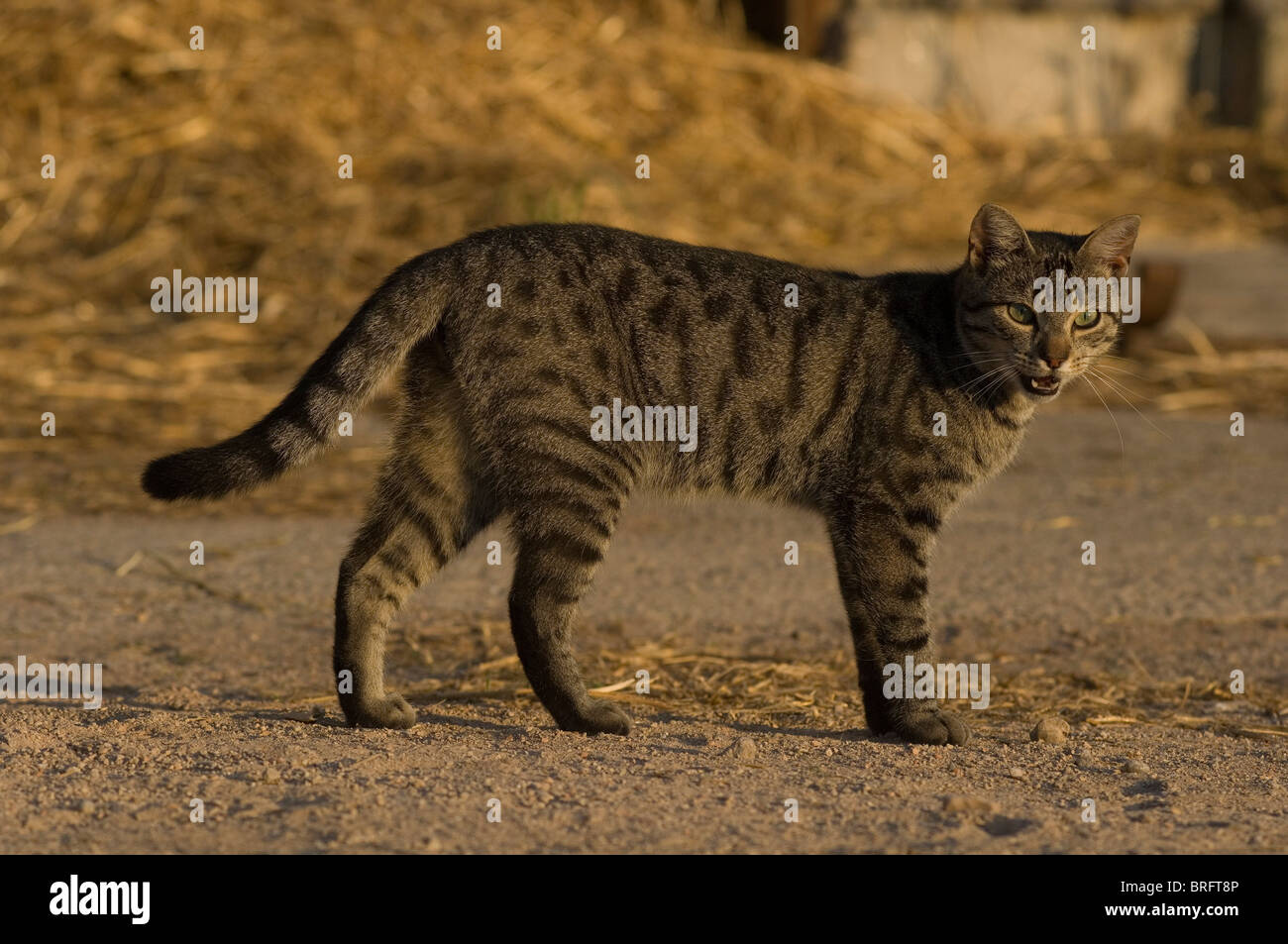 Mewing Cat High Resolution Stock Photography and Images - Alamy