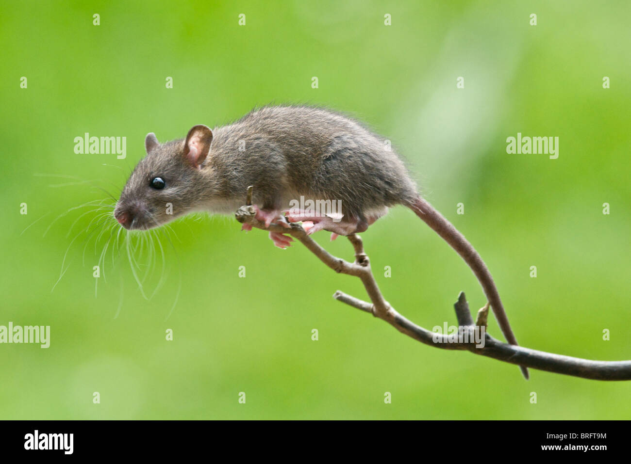 A resourceful young rat displays all the skills of an acrobat while ...