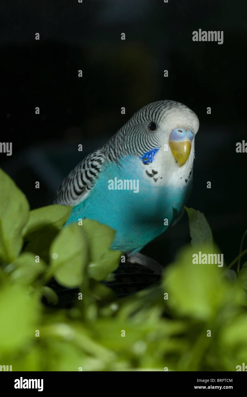 Parakeet budgies hi-res stock photography and images - Alamy