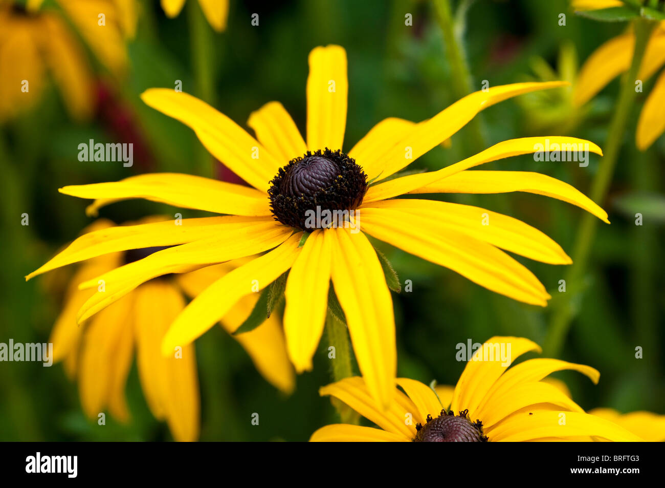 Black Eyed Susan Flower Stock Photo - Alamy