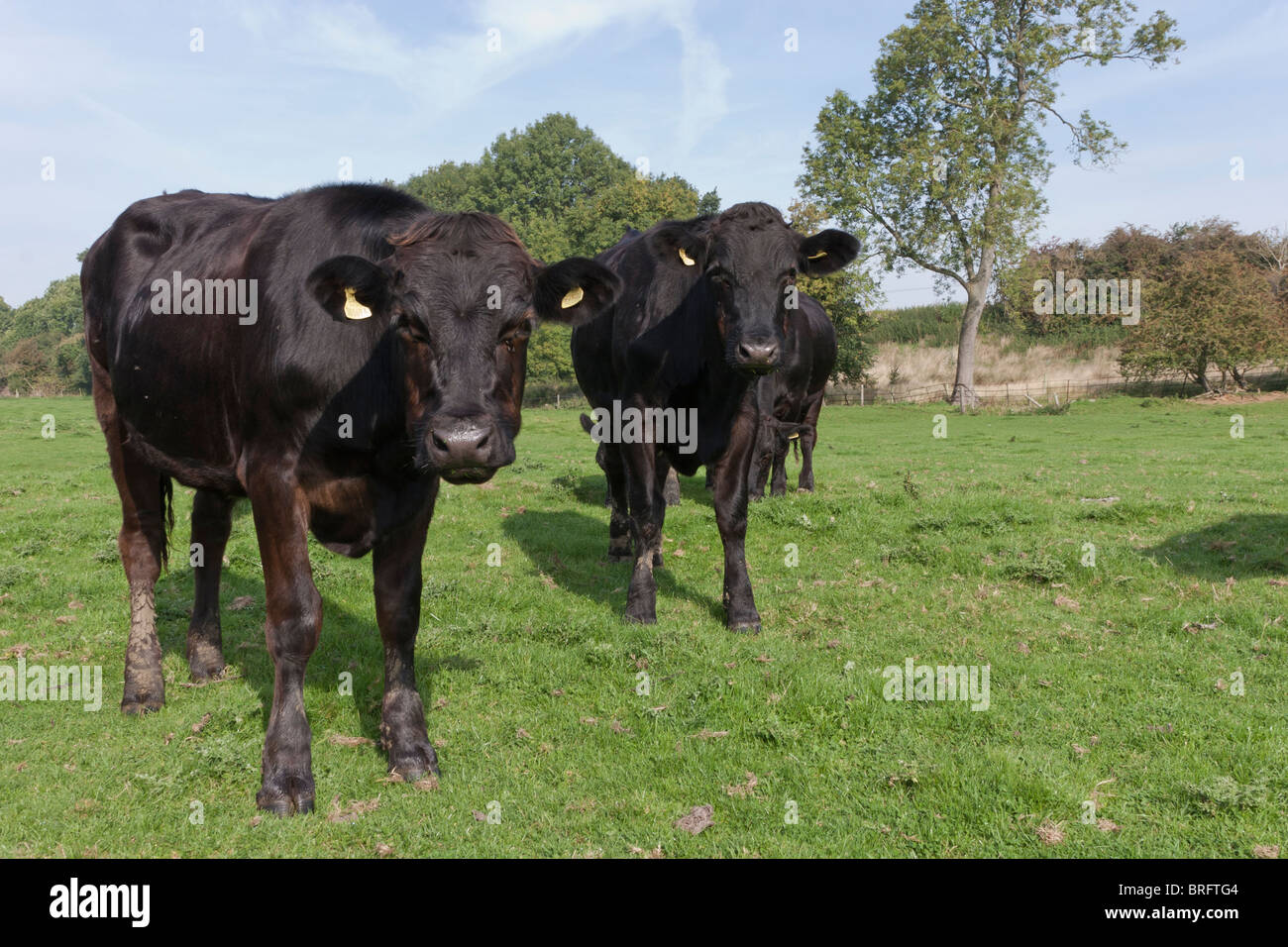 Farm animals in field hi-res stock photography and images - Alamy