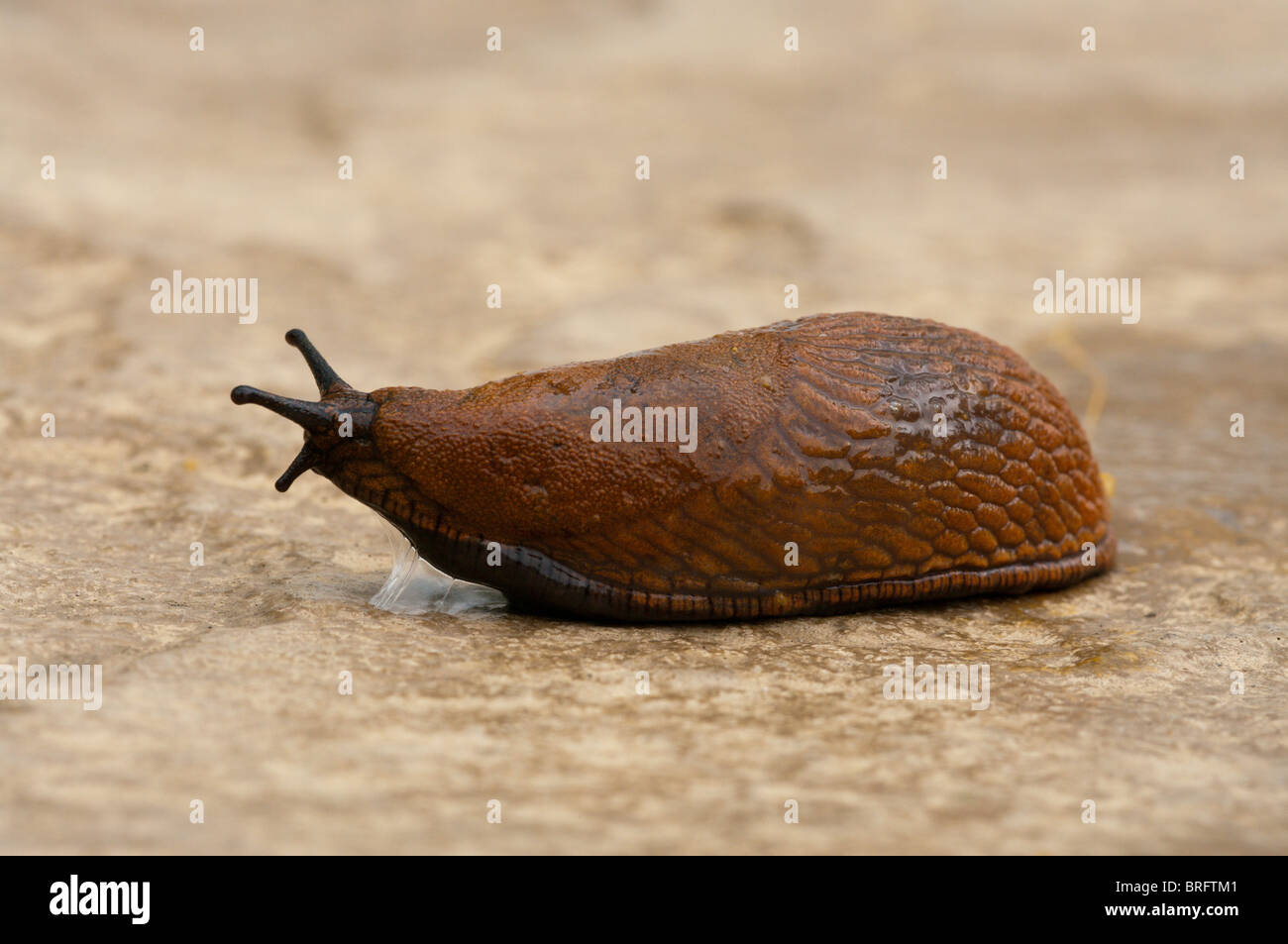 A slug goes on its way on a stone sur4face Stock Photo - Alamy