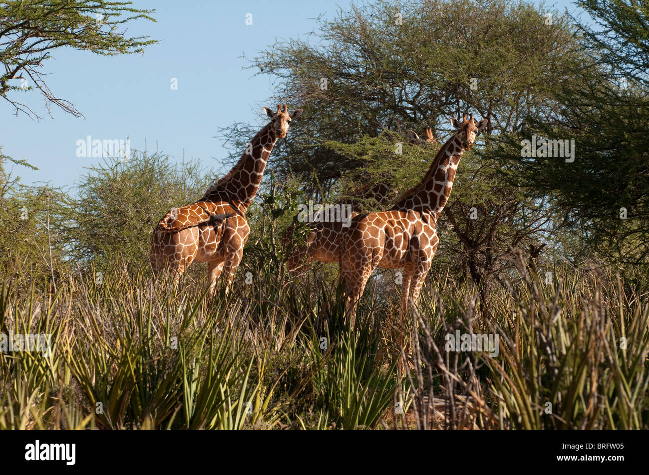 Loisaba Wilderness Conservancy, Laikipia, Kenya Stock Photo - Alamy