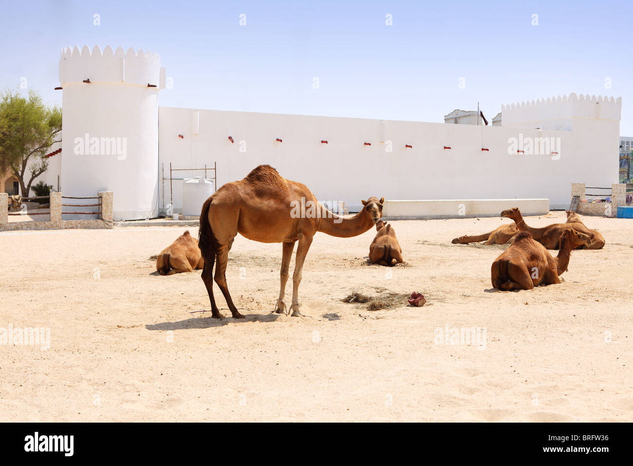 Desert police camel patrol hi-res stock photography and images - Alamy