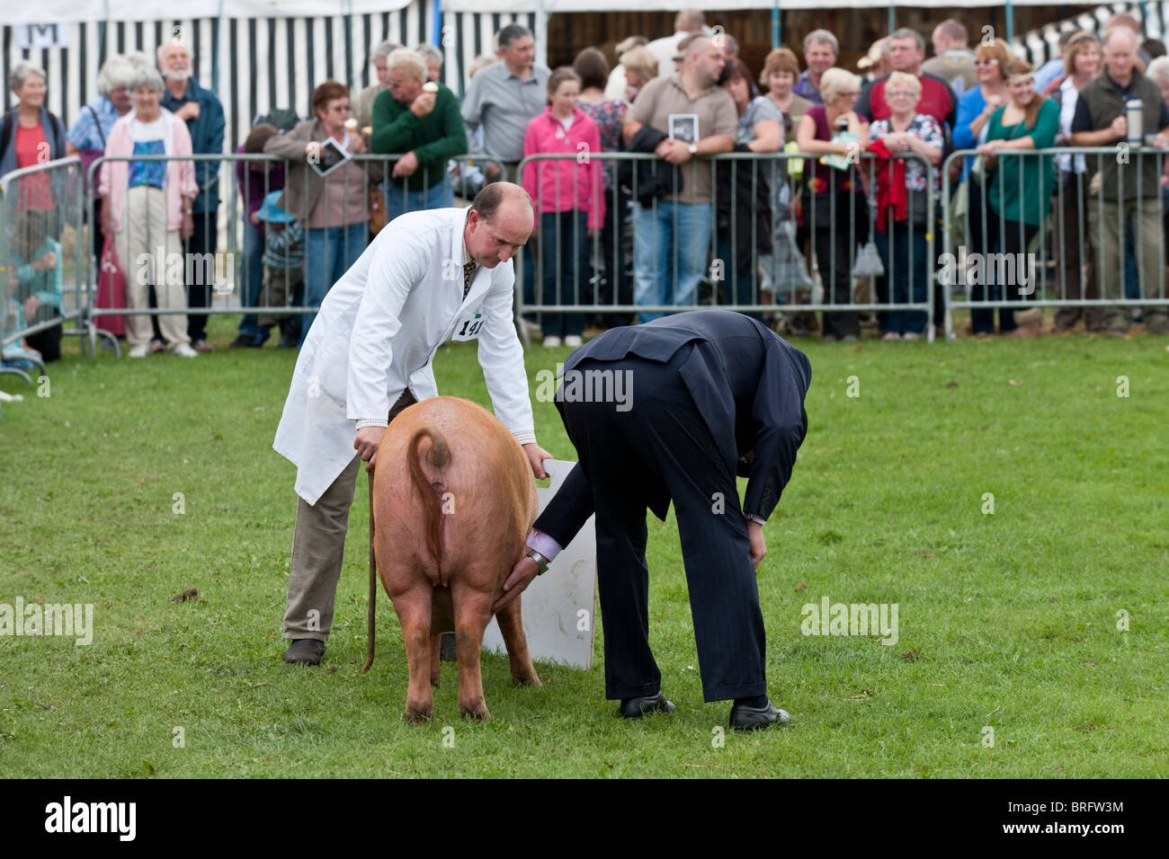 Pig judging hi-res stock photography and images - Alamy
