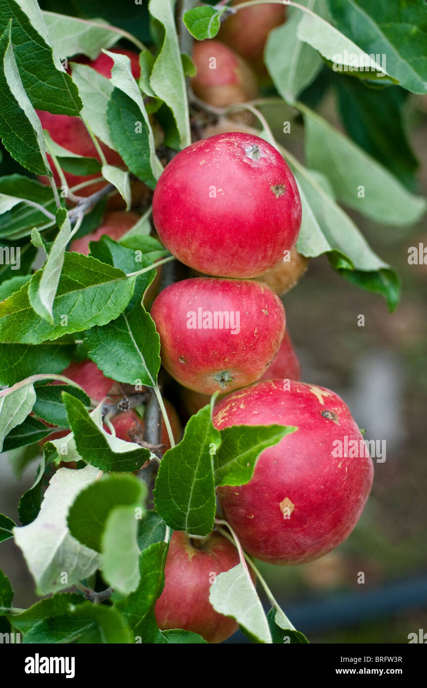 Apples growing tree hi-res stock photography and images - Alamy