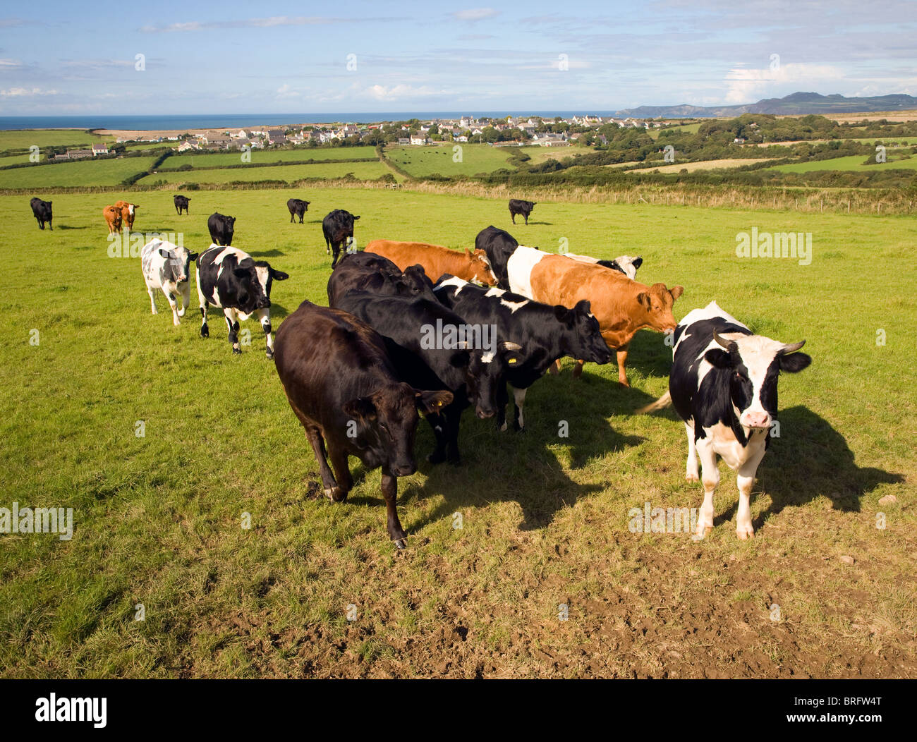 Cattle in field near village of Trefin, Pembrokeshire, Wales Stock ...