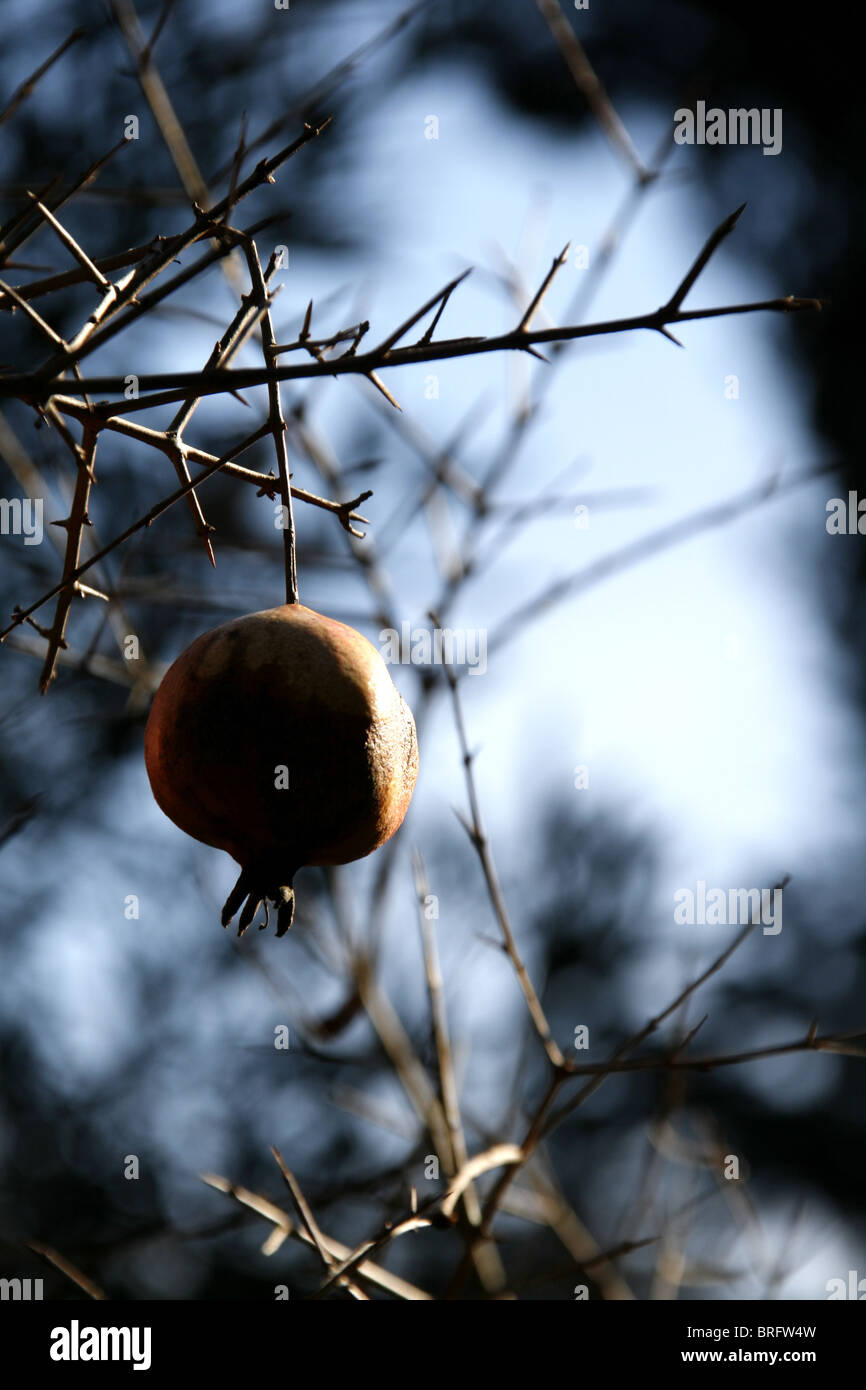 Two pomegranates on tree hi-res stock photography and images - Alamy