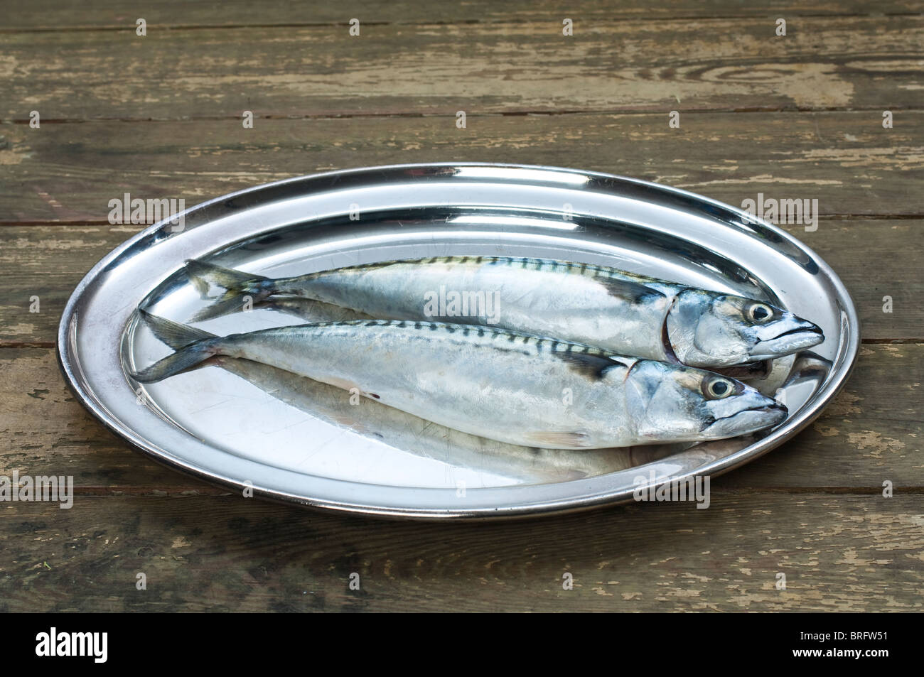 Mackerel fish fishes sea seafish seafood two silver platter omega hi ...
