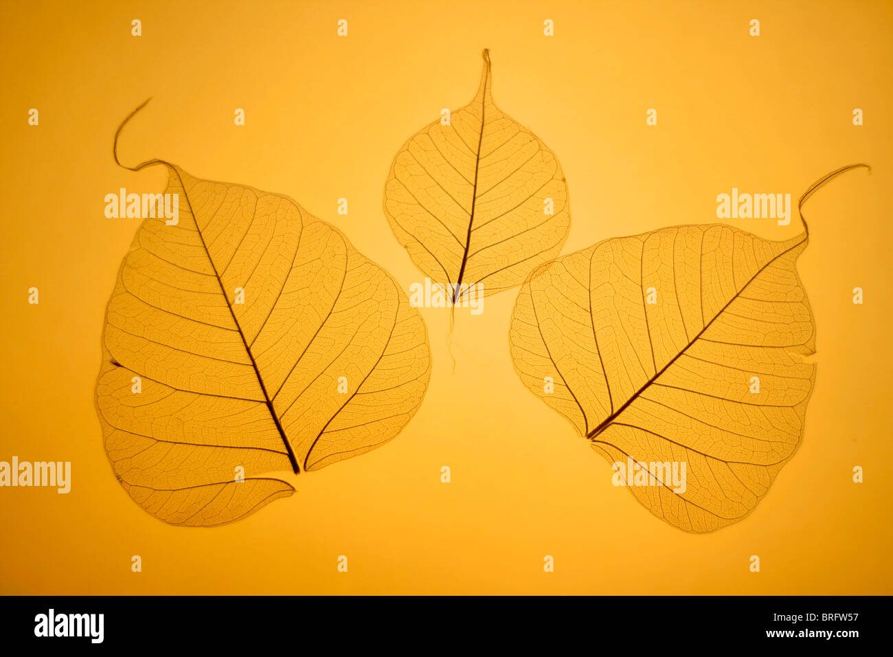 Orange leaf texture Stock Photo - Alamy