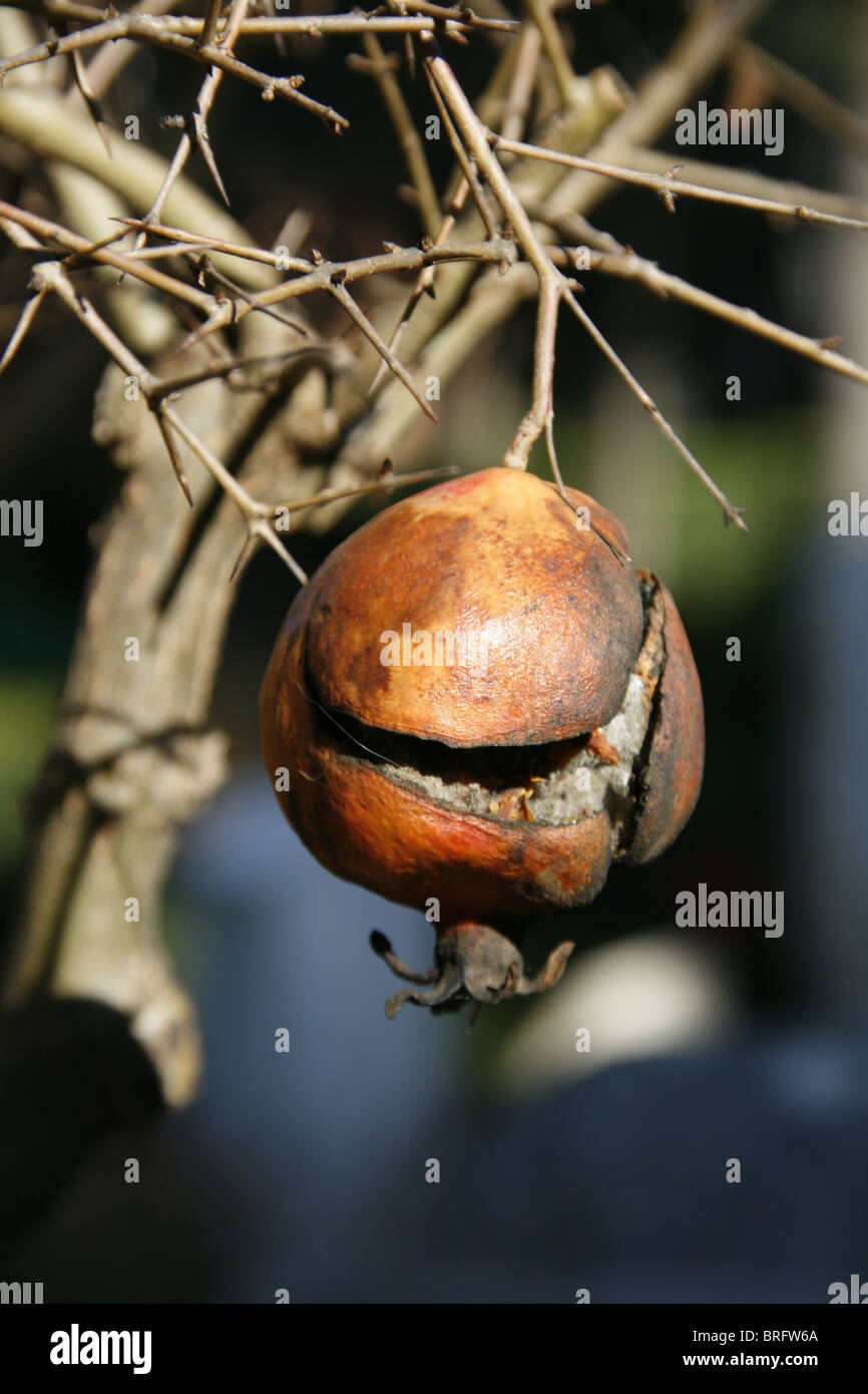 old pomegranates on tree in italy Stock Photo - Alamy