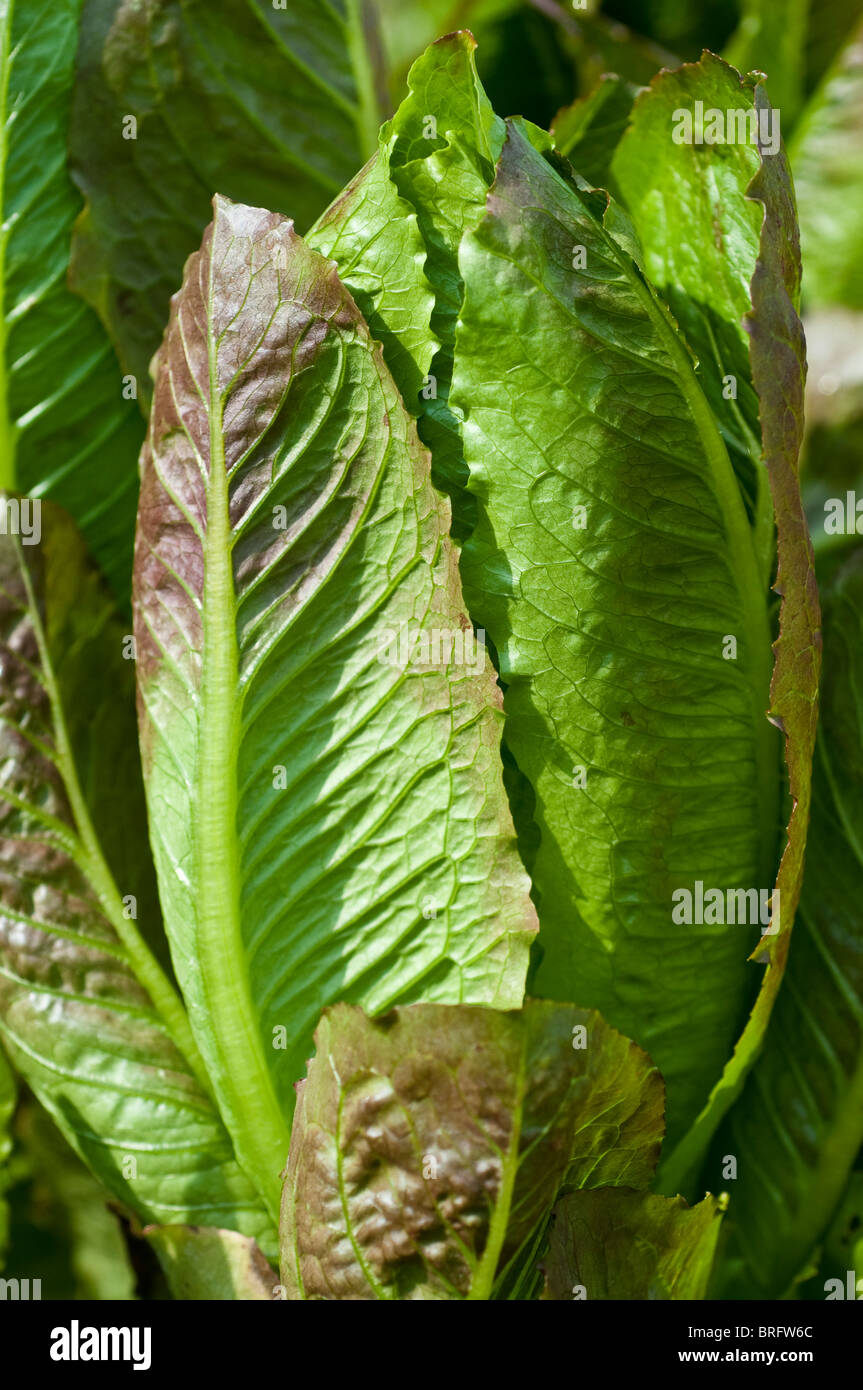 Cos Lettuce RUSTY Stock Photo - Alamy